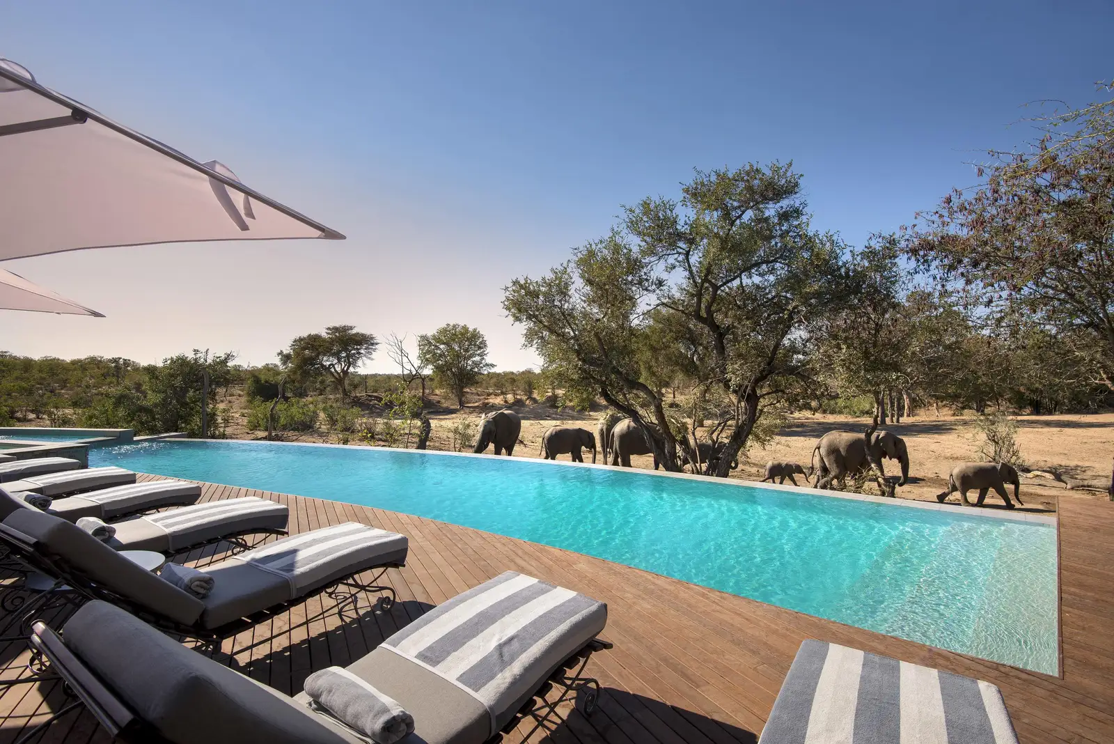 AndBeyond Ngala Safari Lodge - safari lodge in Timbavati Game Reserve