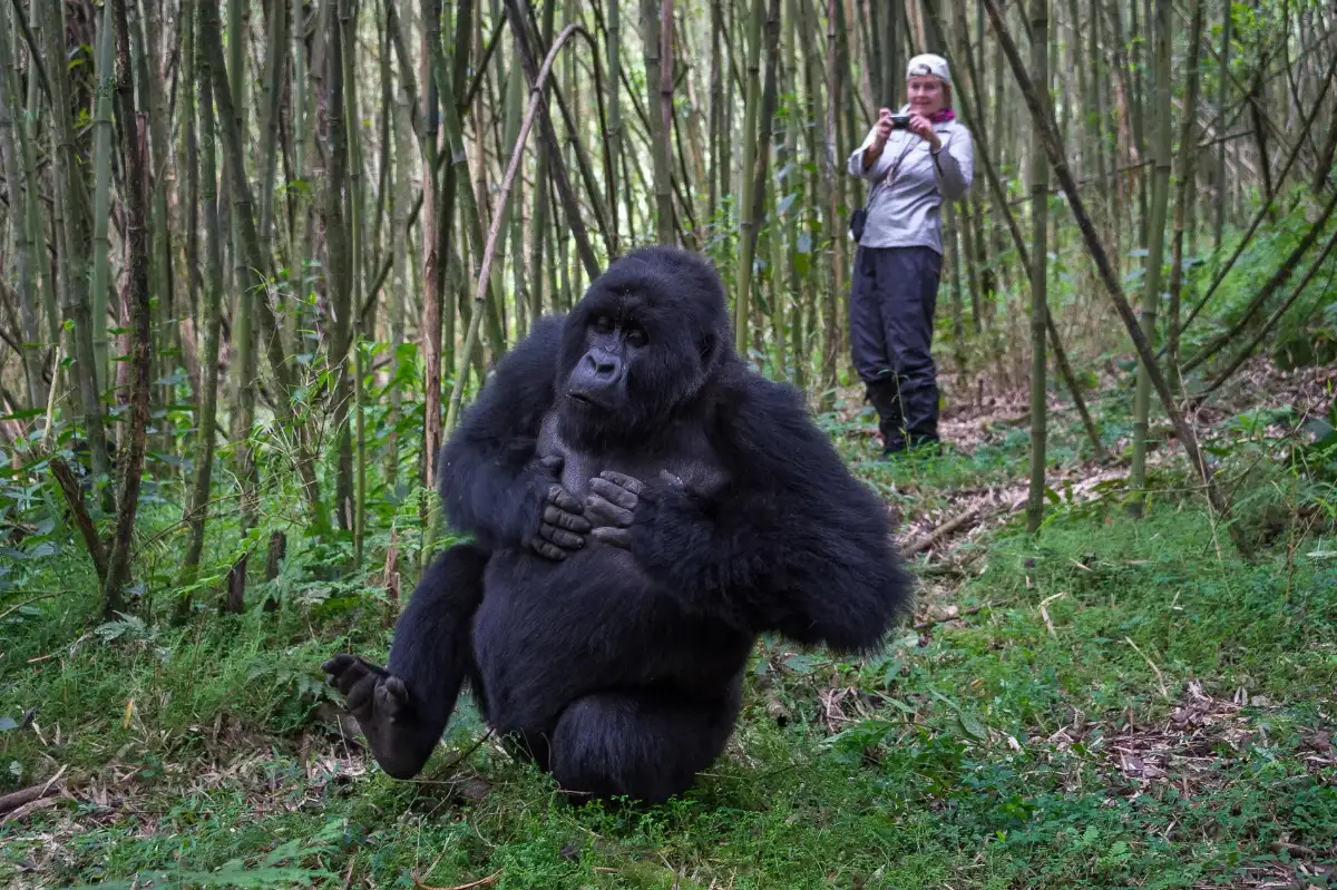 5 Reasons Why Rwanda Leads the World in Gorilla Trekking | SAFARI.COM